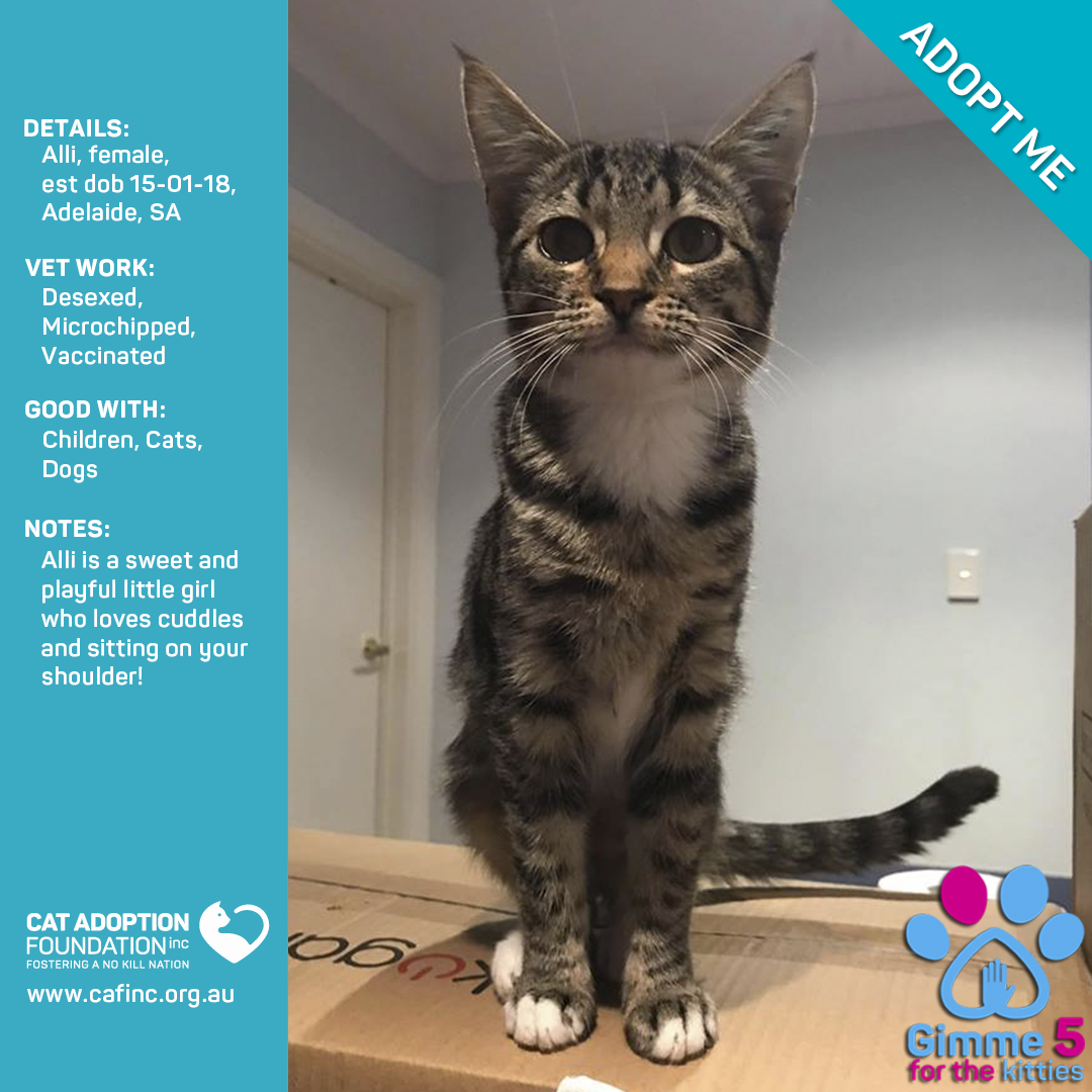 Alli - Female Domestic Short Hair Cat in SA - PetRescue