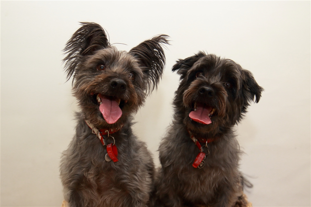 Max - Medium Male Australian Silky Terrier x Poodle Miniature Mix Dog ...