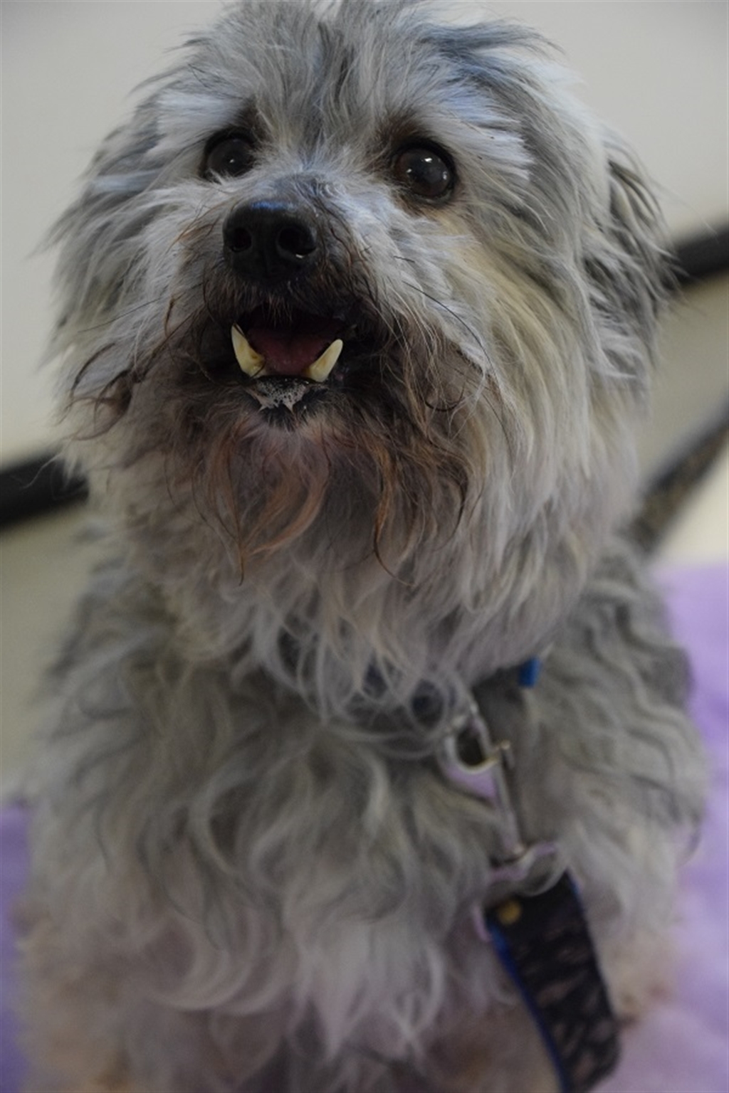 Borris - Small Male Australian Silky Terrier x Poodle Miniature Mix Dog ...