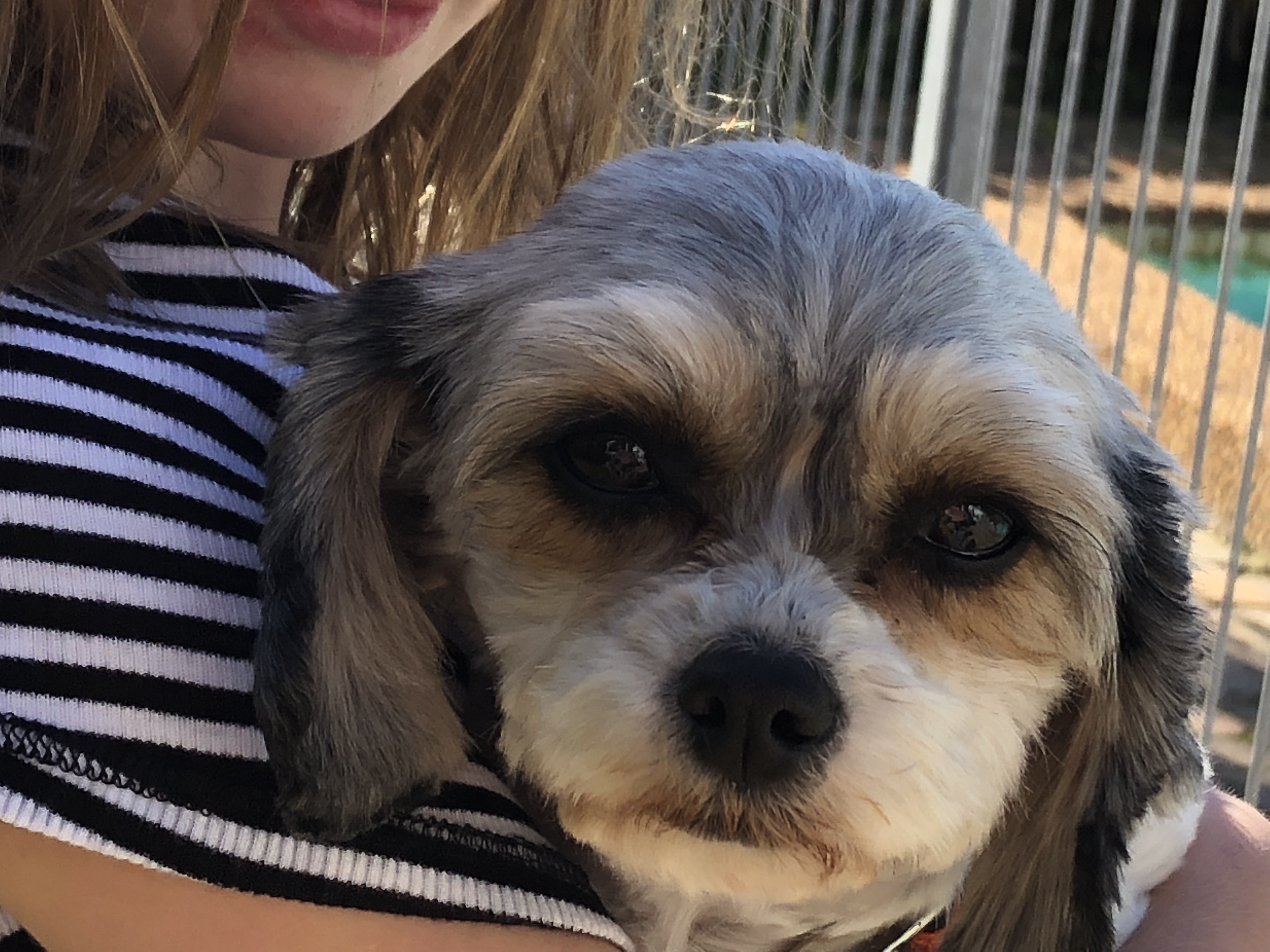 Panda - Small Female Poodle Mix Dog in NSW - PetRescue