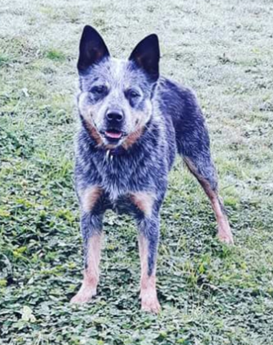 Bella - Medium Female Blue Heeler Dog in VIC - PetRescue
