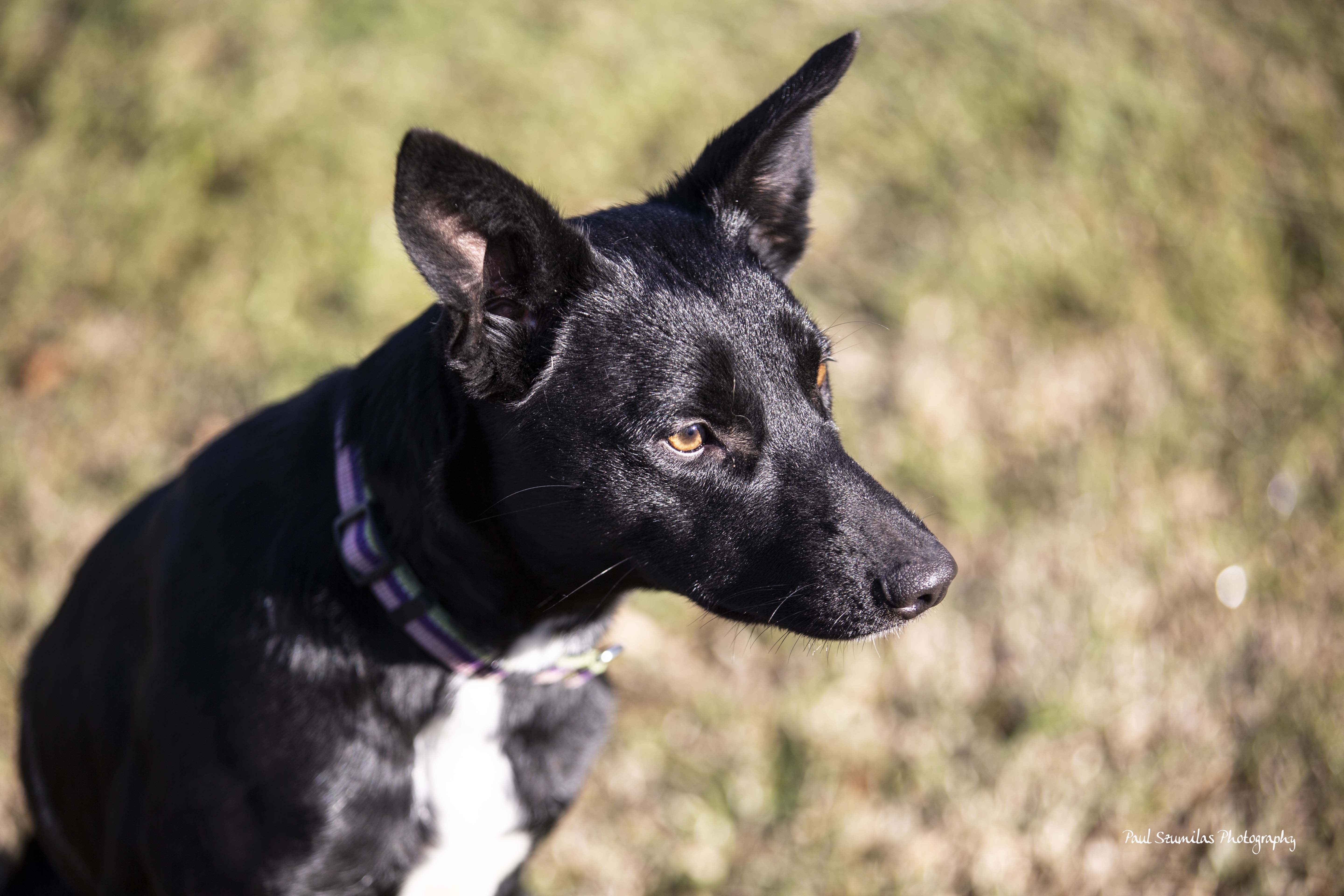 Kyza - Medium Female Kelpie Dog in NSW - PetRescue