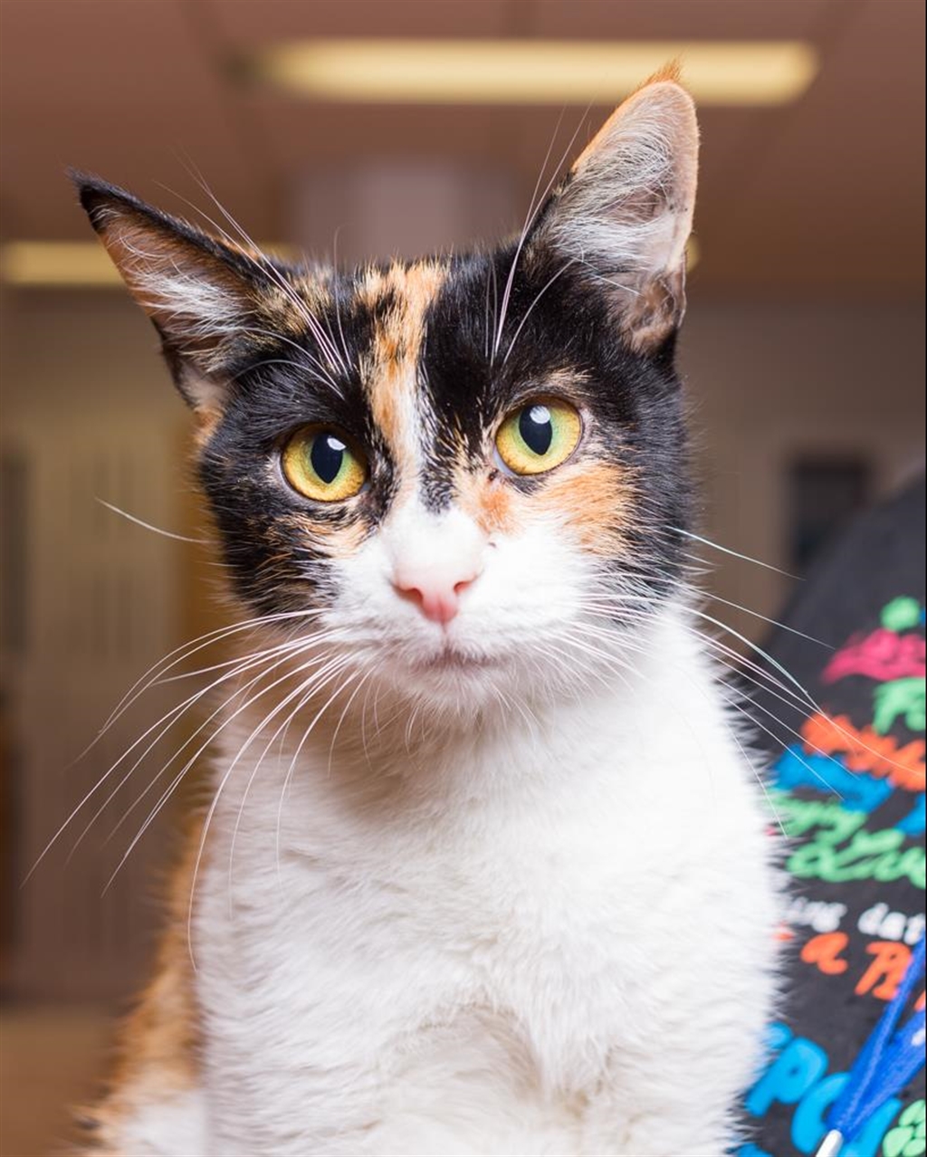 Kitty Kat - Female Domestic Short Hair Mix Cat in QLD - PetRescue