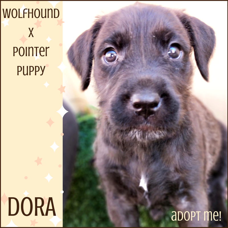 Dora ~ Wolfhound x Pointer (on trial 22/7/18) - Large Female Pointer x ...