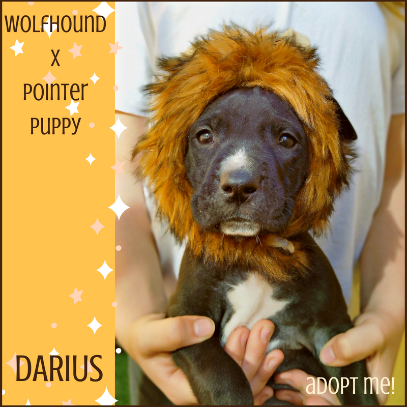 Darius ~ Wolfhound x Pointer (on trial 27/7/18) - Large Male Pointer x ...