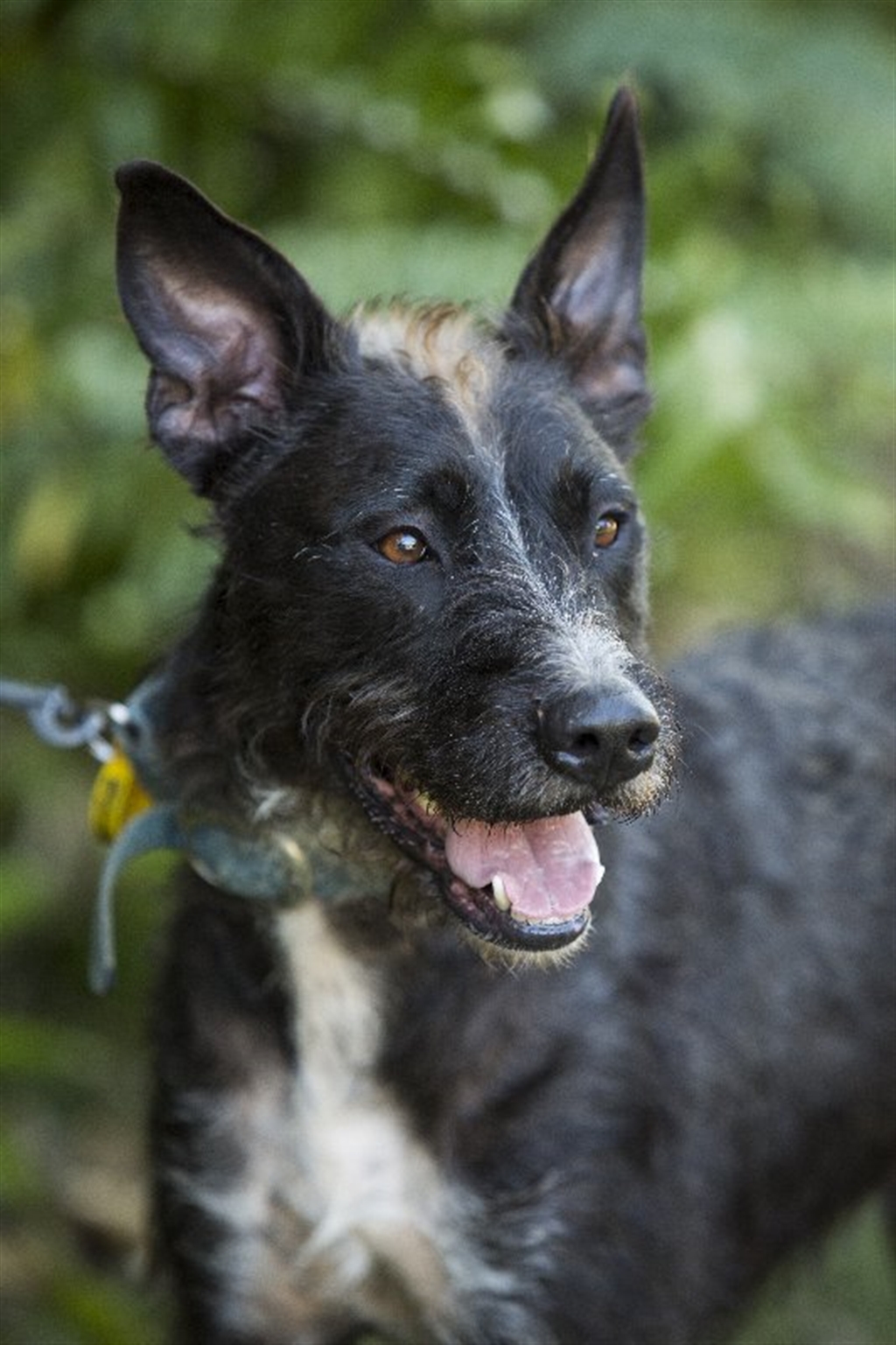 Daisy - Medium Female Lurcher Mix Dog in QLD - PetRescue