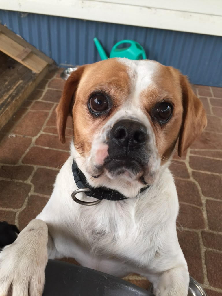 Jelly - Medium Male Cavalier King Charles Spaniel x Pug Mix Dog in NSW ...