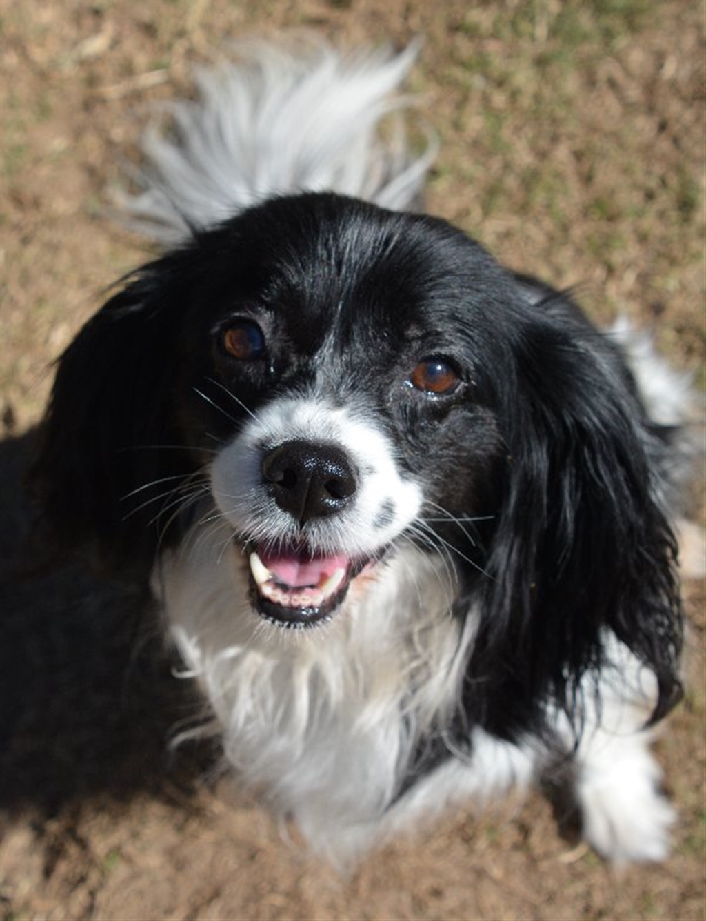 Cookie - Medium Female Cavalier King Charles Spaniel x Papillon Mix Dog ...