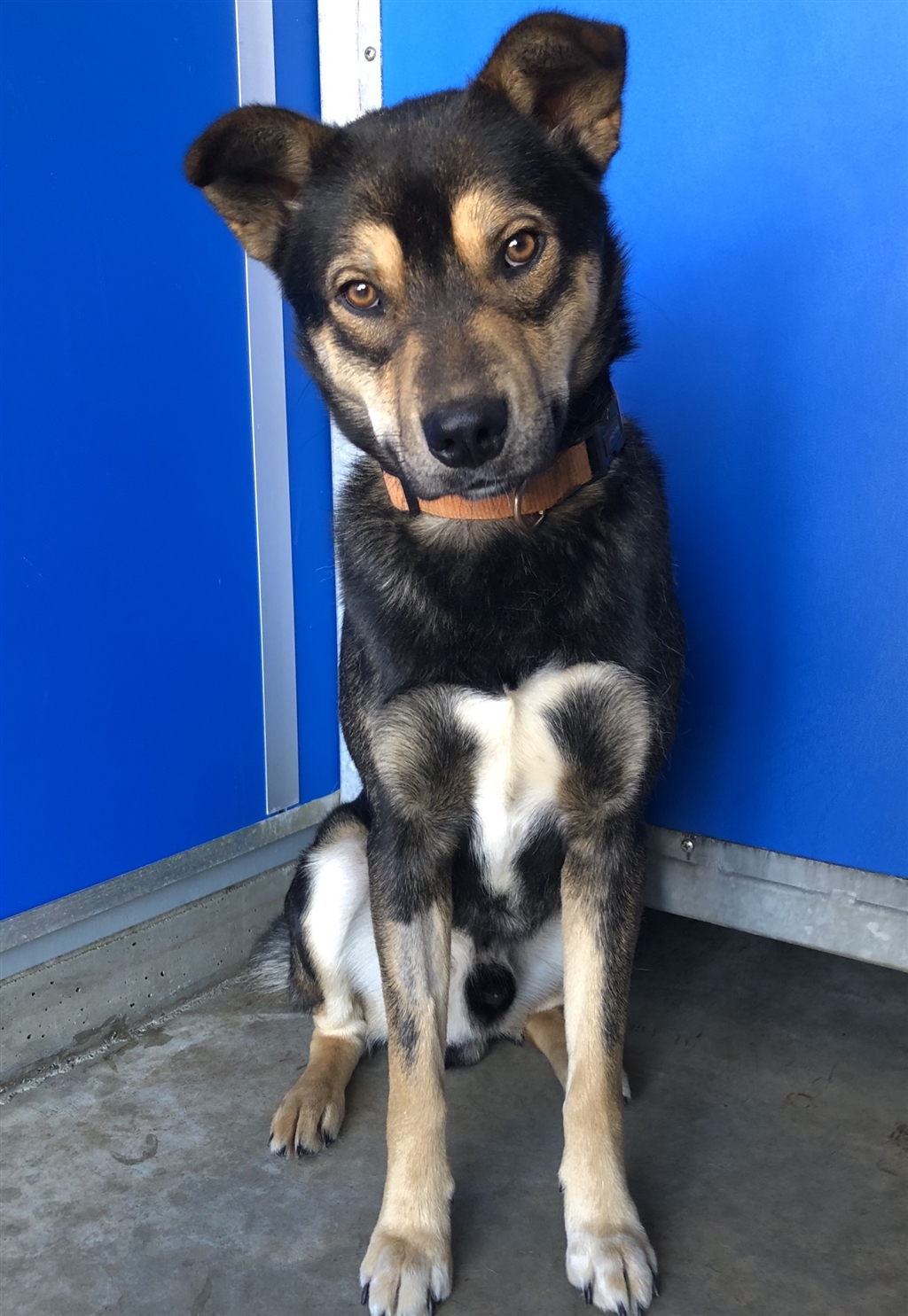Lucky - Medium Male Kelpie x Siberian Husky Mix Dog in QLD - PetRescue