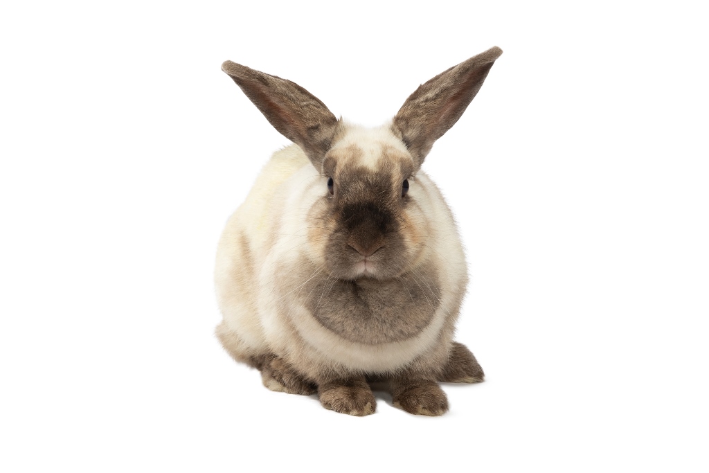 Thumbelina - Female Californian Rabbit in NSW - PetRescue