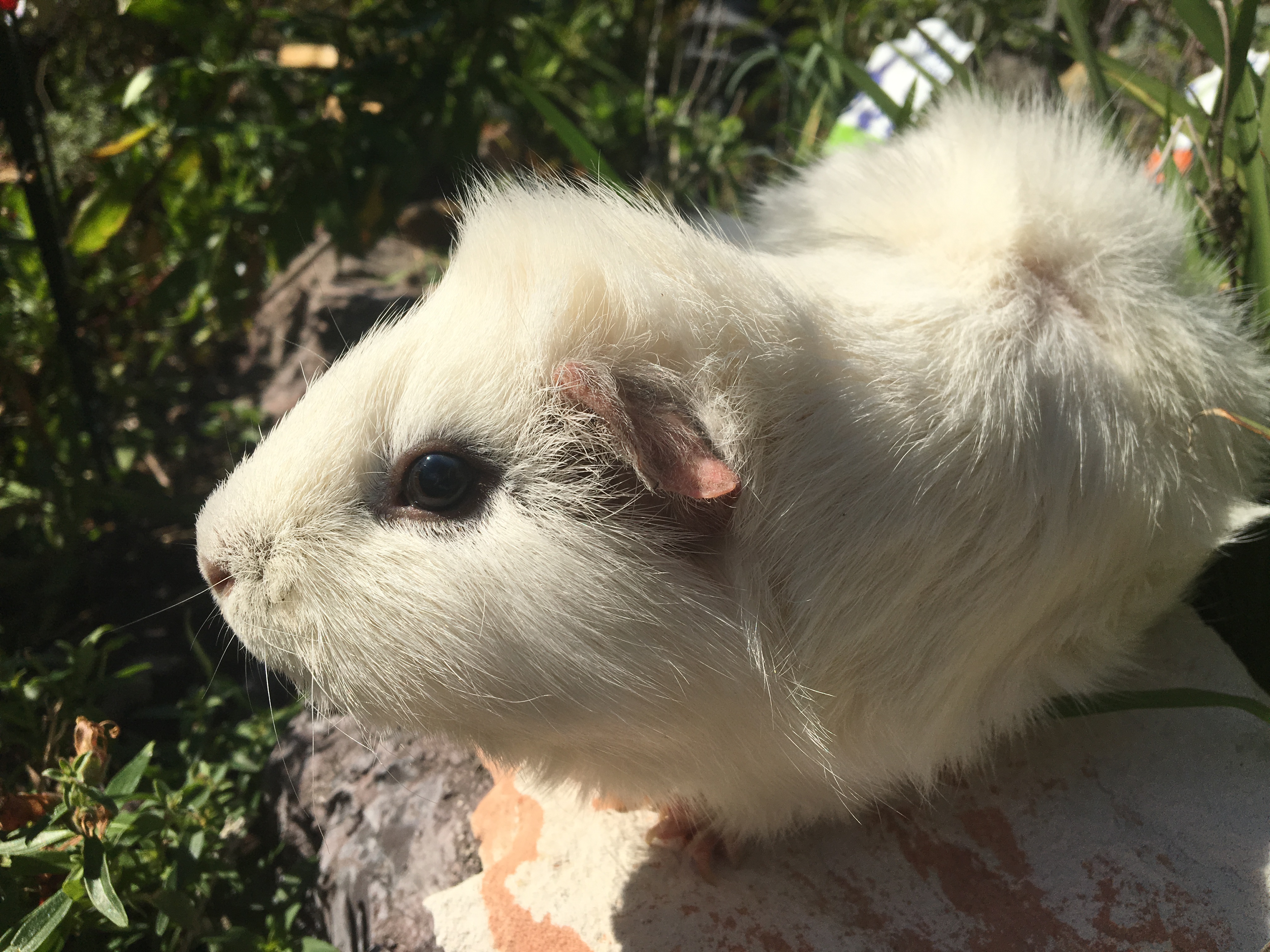 George - Male Short-hair Abyssinian Mix Guinea Pig in NSW - PetRescue