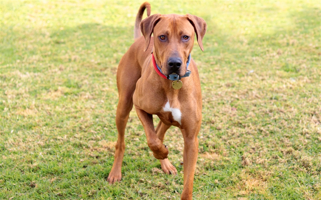 Clifford - Large Male Rhodesian Ridgeback Mix Dog in VIC - PetRescue