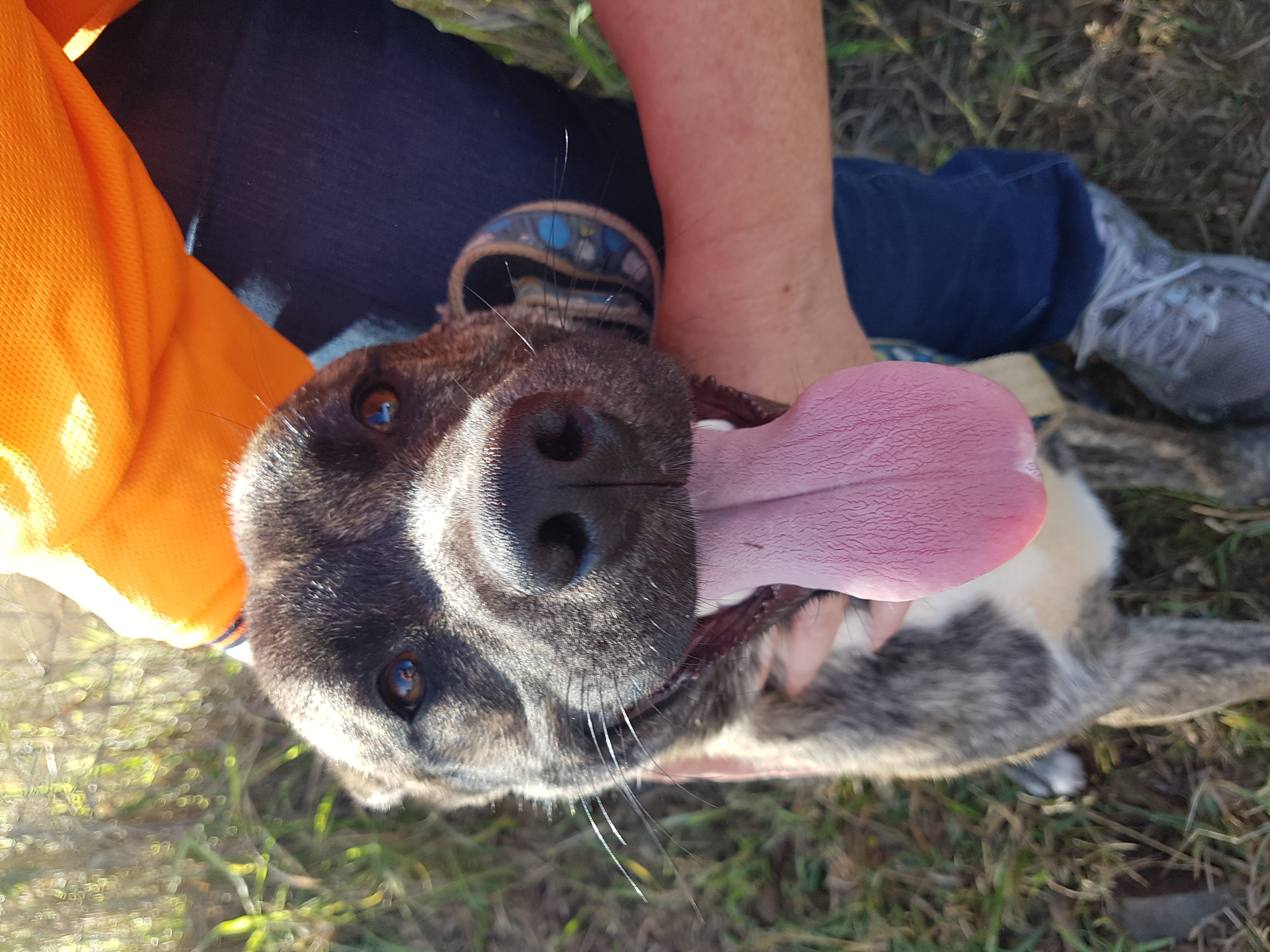 Adonis - Medium Male Cross breed Dog in QLD - PetRescue