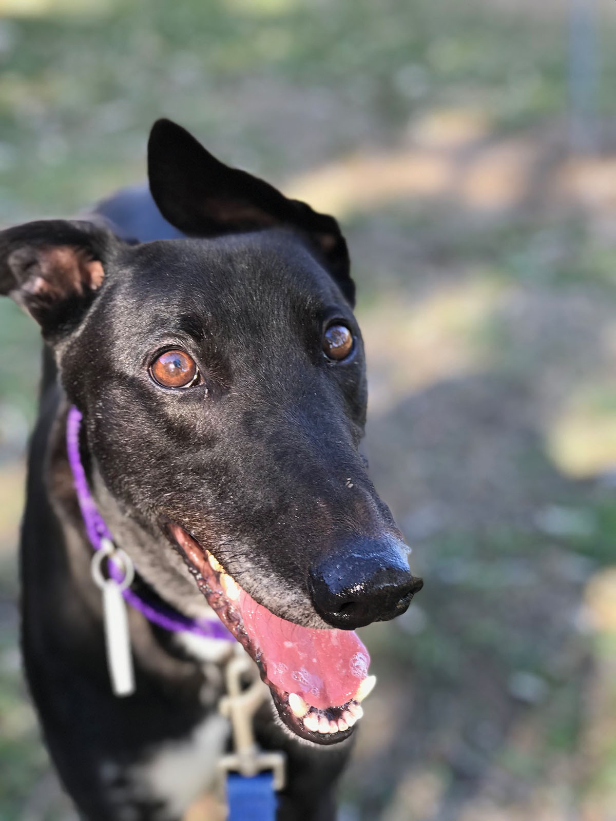 Scruffy - Large Male Greyhound Dog in NSW - PetRescue