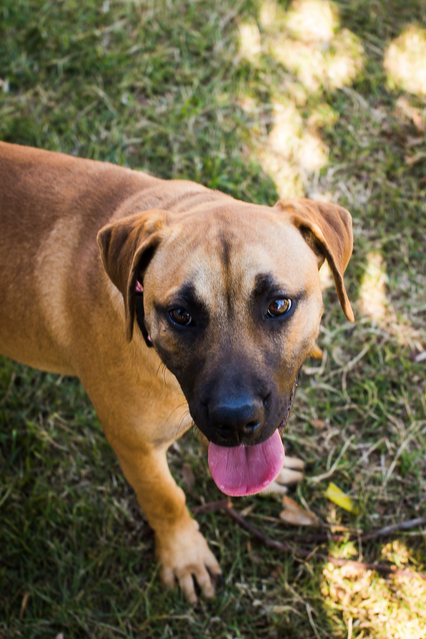 Amelia - Medium Female Boxer x Staffy Dog in QLD - PetRescue