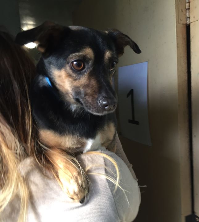 Boozer - Small Male Miniature Fox Terrier Mix Dog in NSW - PetRescue