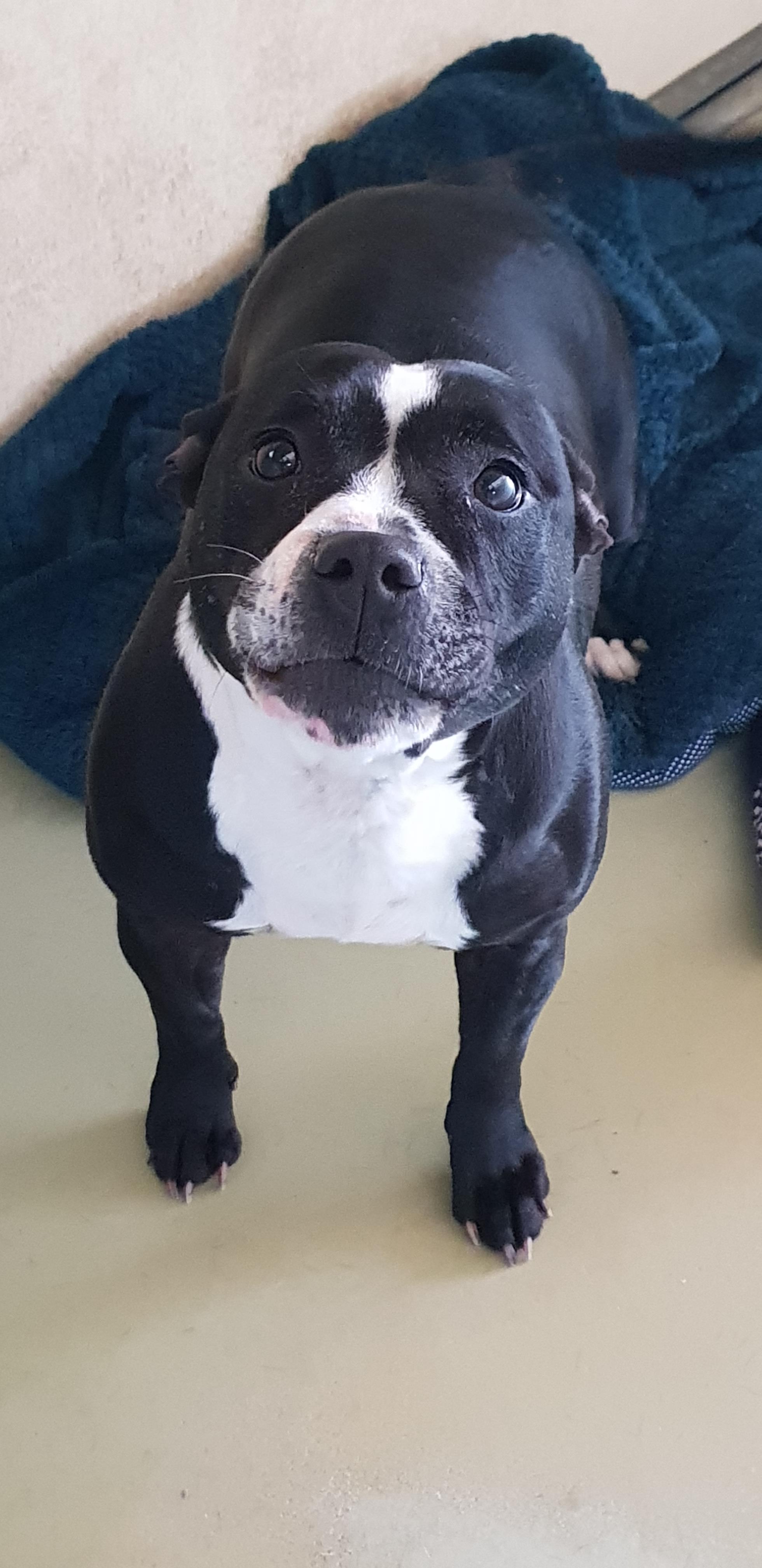 Roxy - 43066 - Medium Female Staffordshire Bull Terrier Dog in VIC ...