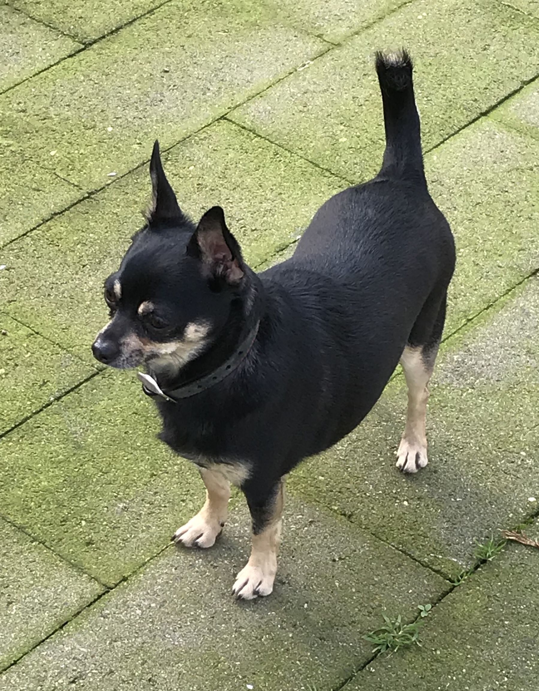 Ratty - Small Male Chihuahua Dog in VIC - PetRescue