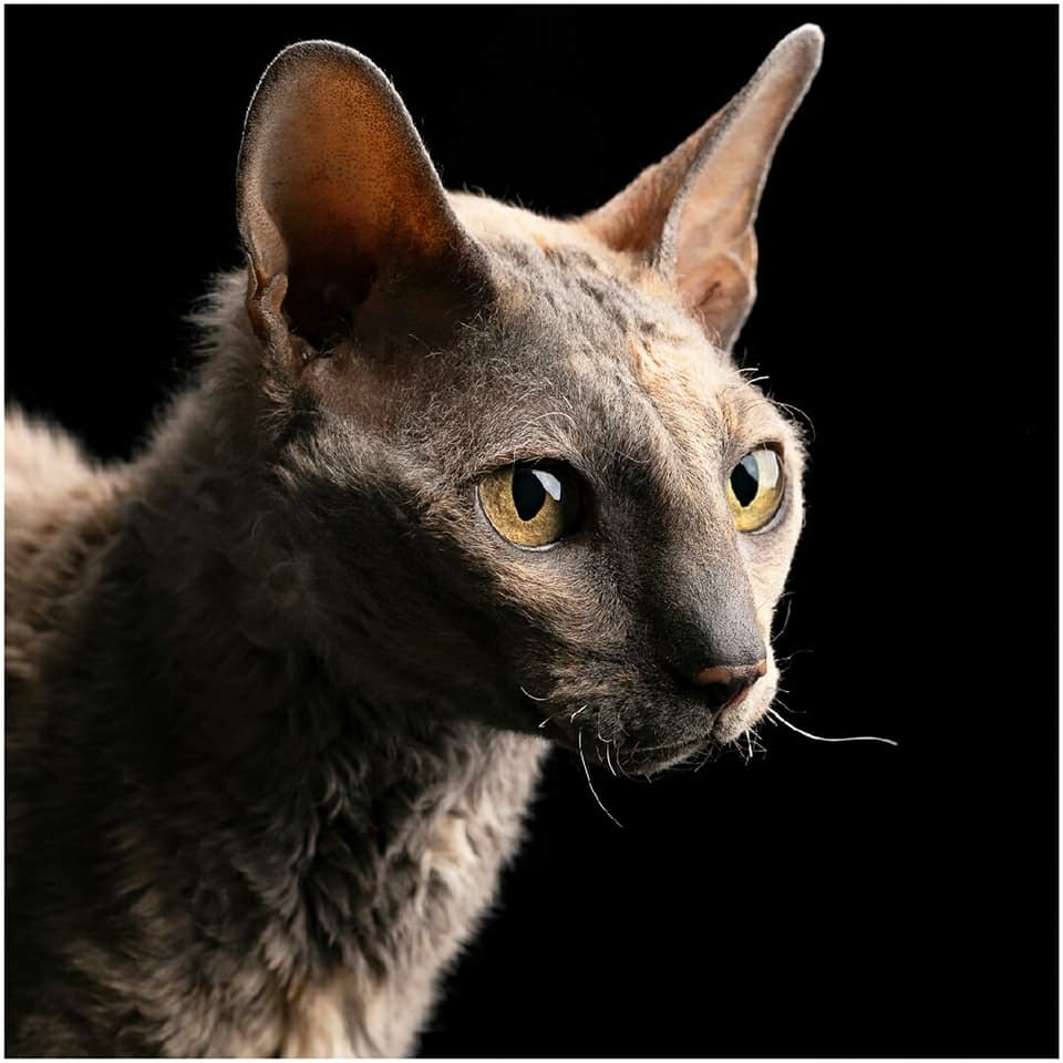 Violet - Female Cornish Rex Cat in VIC - PetRescue