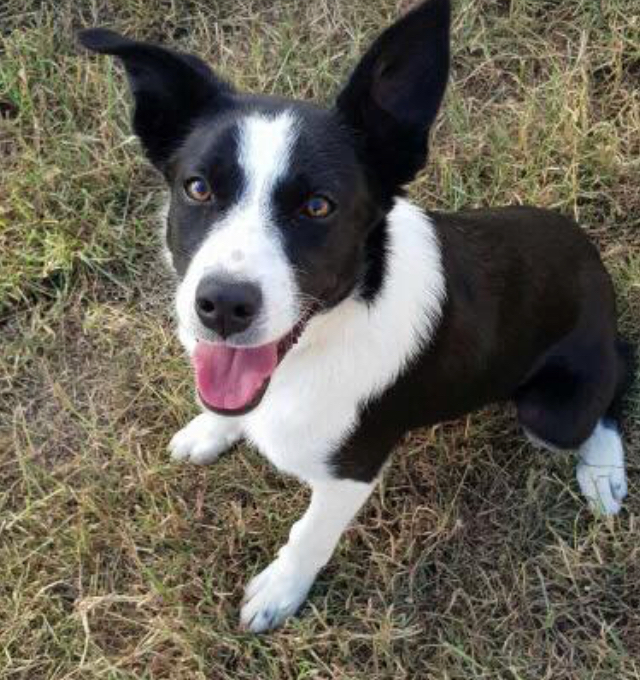 Sammy - Medium Female Border Collie Mix Dog in QLD - PetRescue