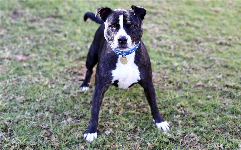 Dougie - Medium Male Staffy Mix Dog in VIC - PetRescue