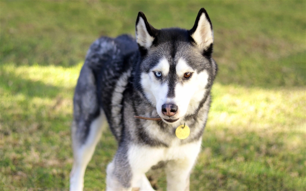 Luna - Medium Female Siberian Husky Mix Dog in VIC - PetRescue