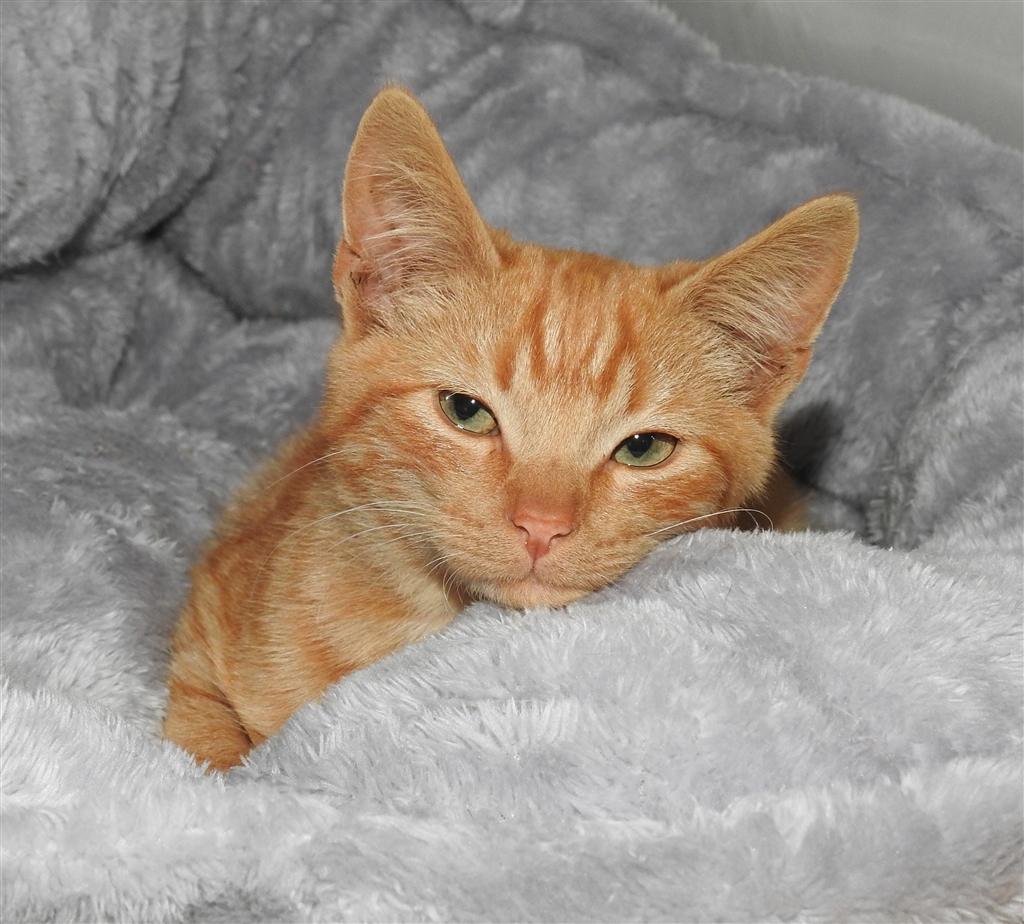 Murph - Male Domestic Short Hair Mix Cat in QLD - PetRescue