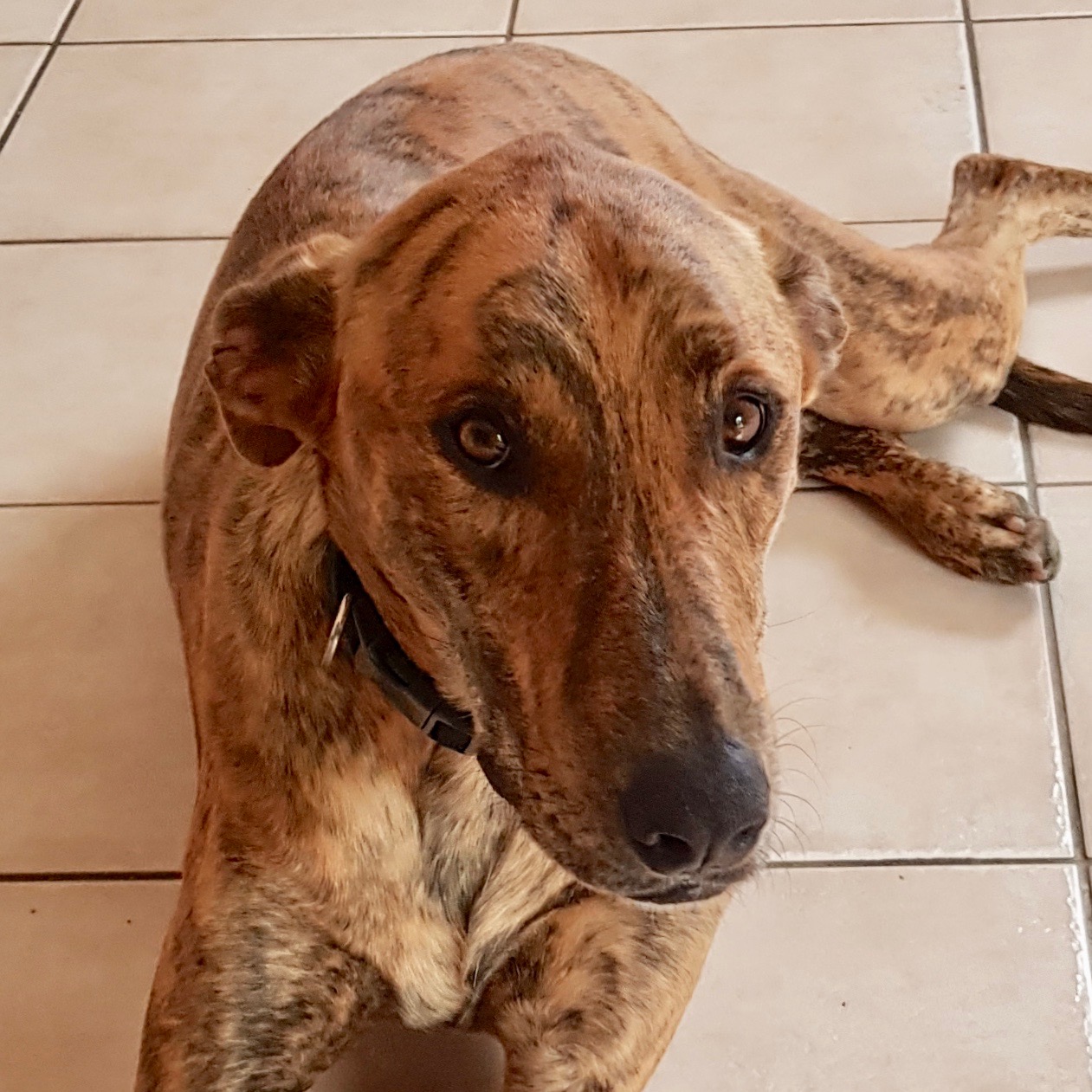 Monty - Large Male Greyhound x Staghound Mix Dog in QLD - PetRescue
