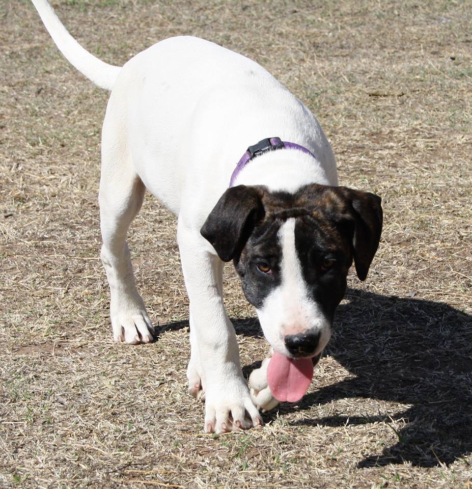 George - Medium Male Bull Arab Mix Dog in QLD - PetRescue
