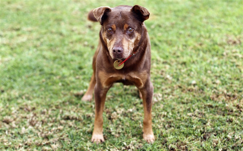 Blue - Medium Male Kelpie Mix Dog in VIC - PetRescue