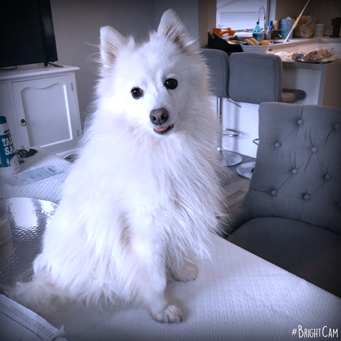 Sophie ** A Pure Breed Japanese Spitz ** - Small Female Spitz Dog in ...