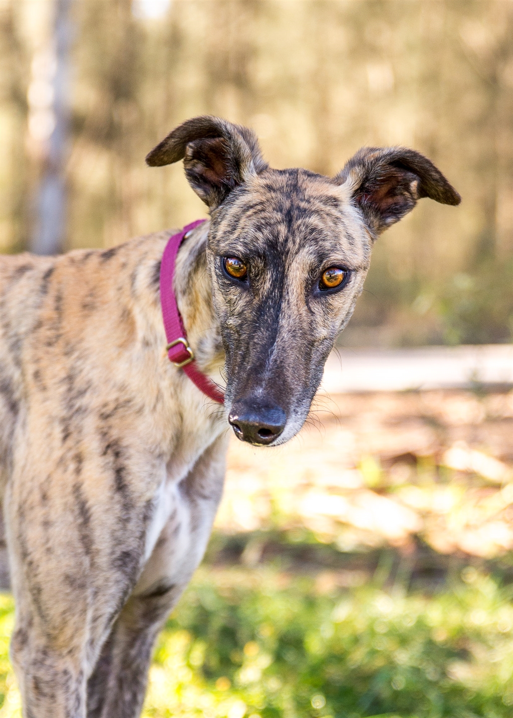 Sandy - Large Female Greyhound Mix Dog in NSW - PetRescue