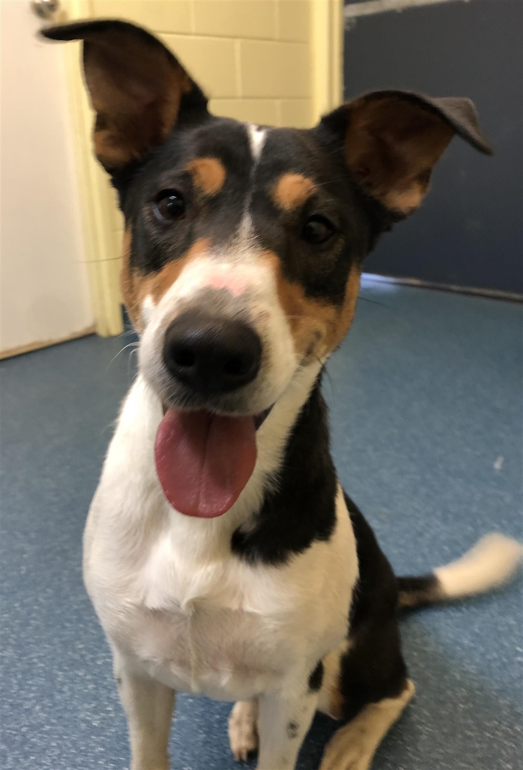 Winnie - Medium Female Border Collie x Fox Terrier Mix Dog in QLD ...