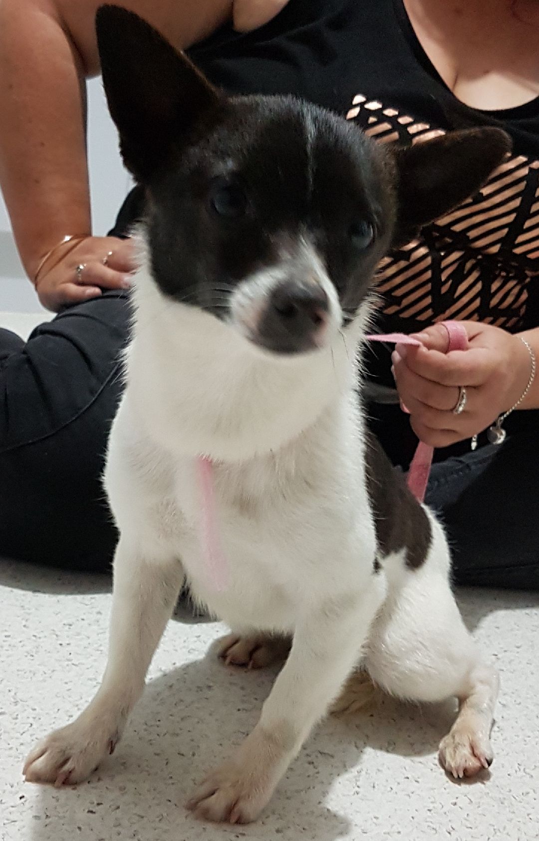 Wizz - Small Male Miniature Fox Terrier Dog in NSW - PetRescue