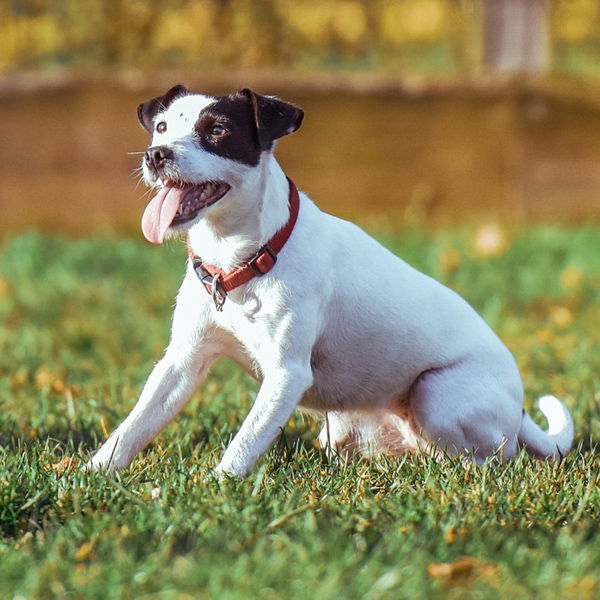 Help for finding your lost dog - PetRescue Help for finding your lost dog - PetRescue