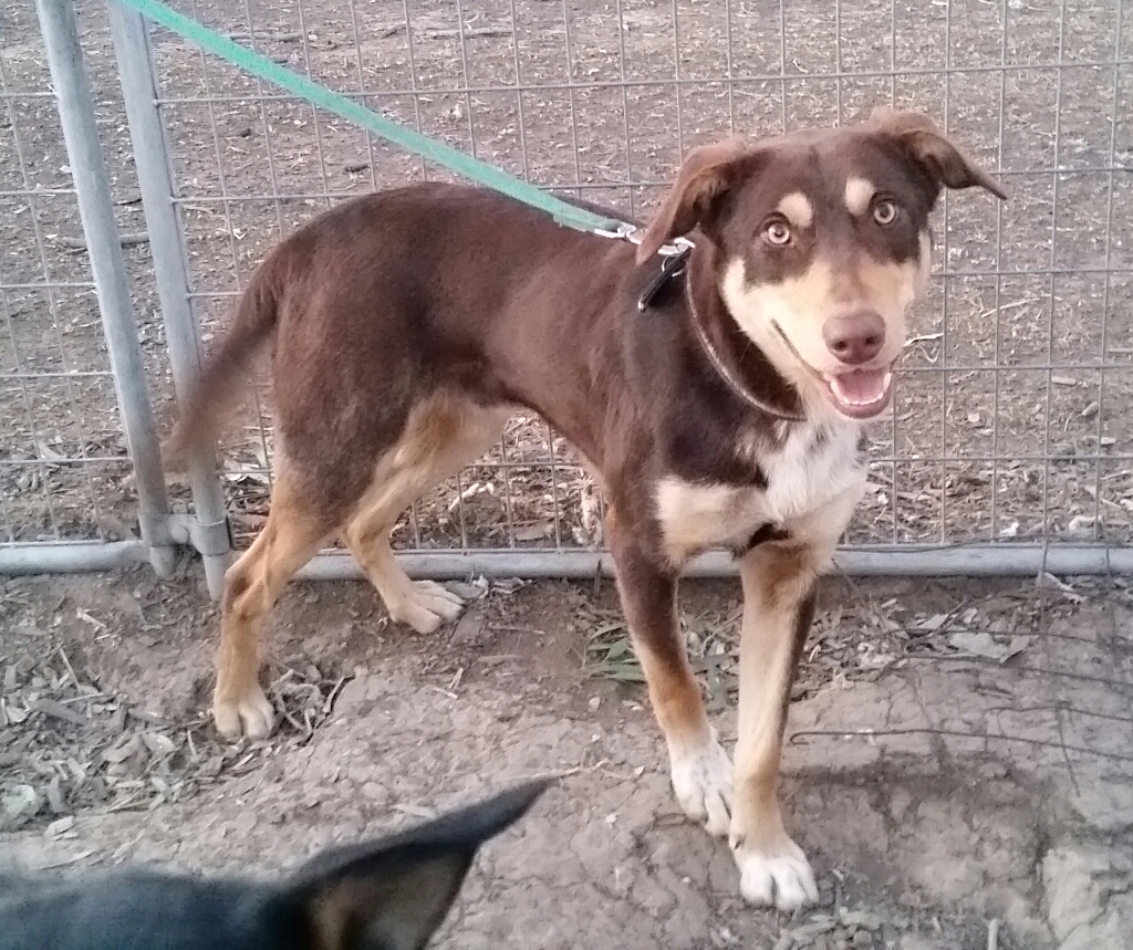Bandit - Medium Male Kelpie Dog in NSW - PetRescue