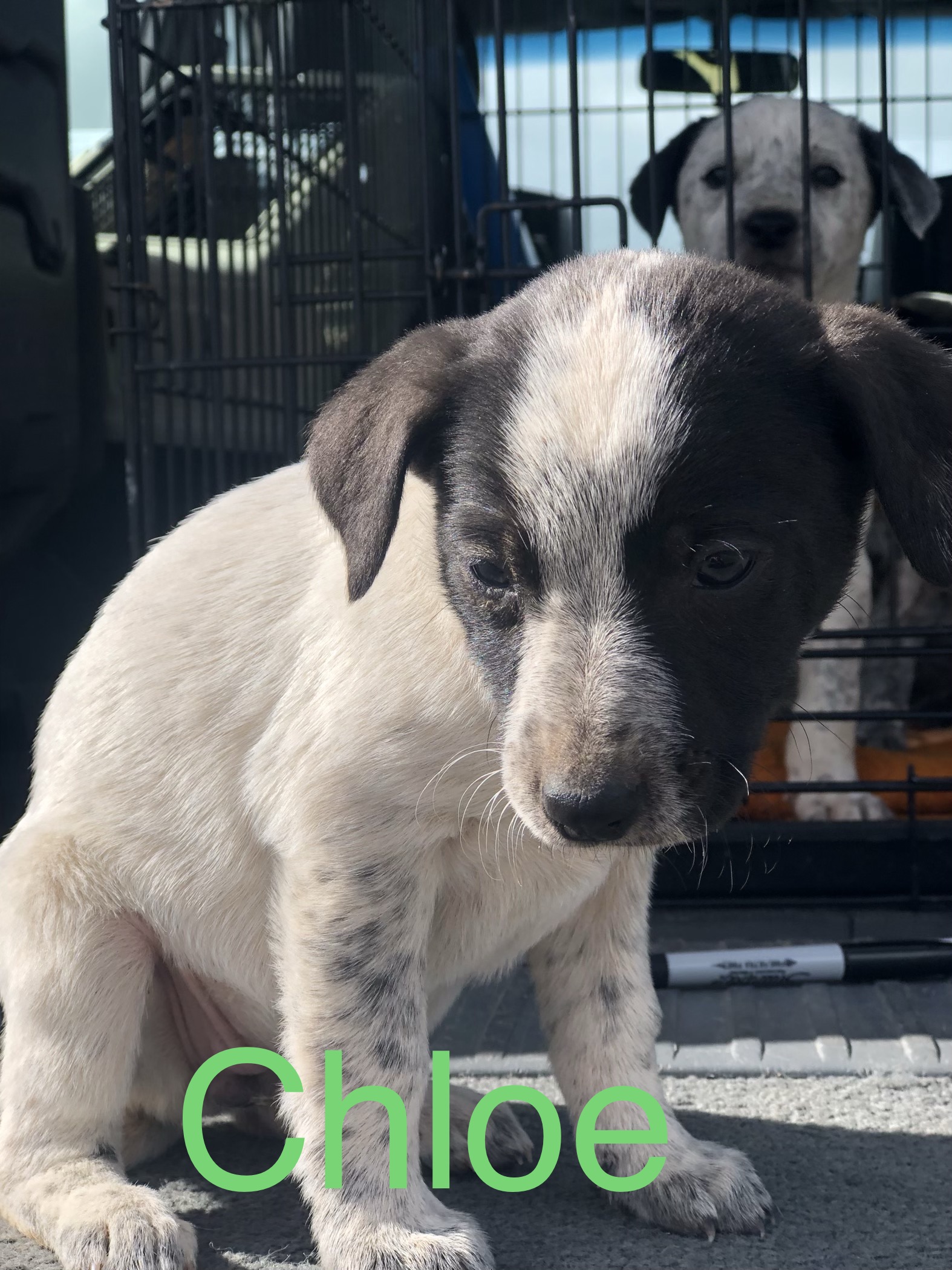 Chloe - Medium Female Blue Heeler x Whippet Dog in VIC - PetRescue