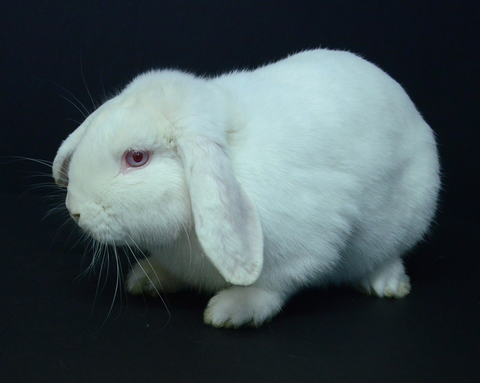 Bunny Hill - Male Lop Eared Rabbit in NSW - PetRescue
