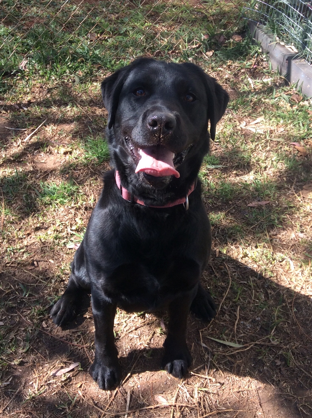 Nox - Medium Female Labrador Retriever Mix Dog in QLD - PetRescue