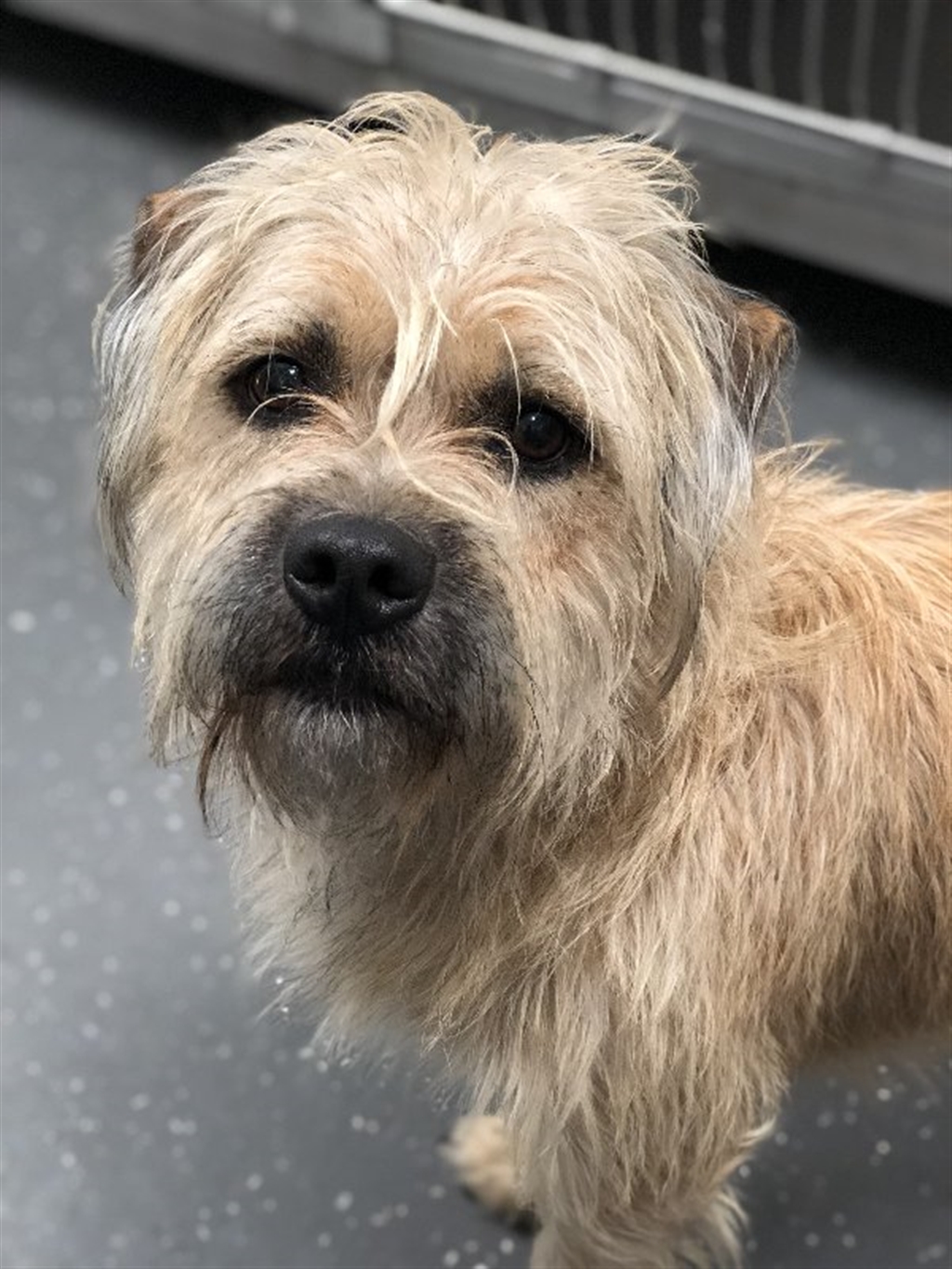 Scruffy - Medium Male Maltese Terrier x English Staffordshire Bull ...