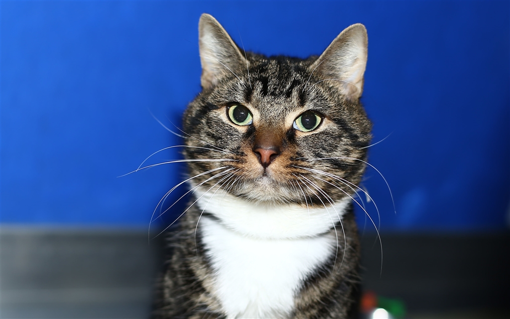Monkey - Male Domestic Short Hair x Turkish Van Mix Cat in VIC - PetRescue