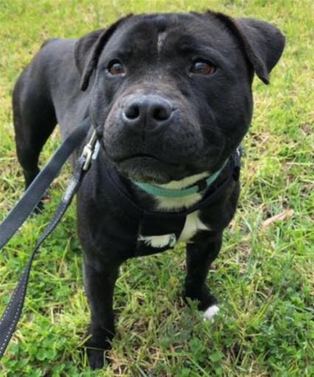Buddy - Medium Male Staffy Mix Dog in VIC - PetRescue