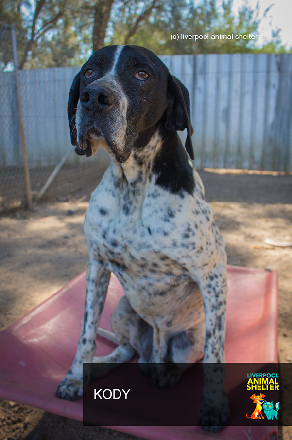 Kody - Large Male Pointer Dog in NSW - PetRescue