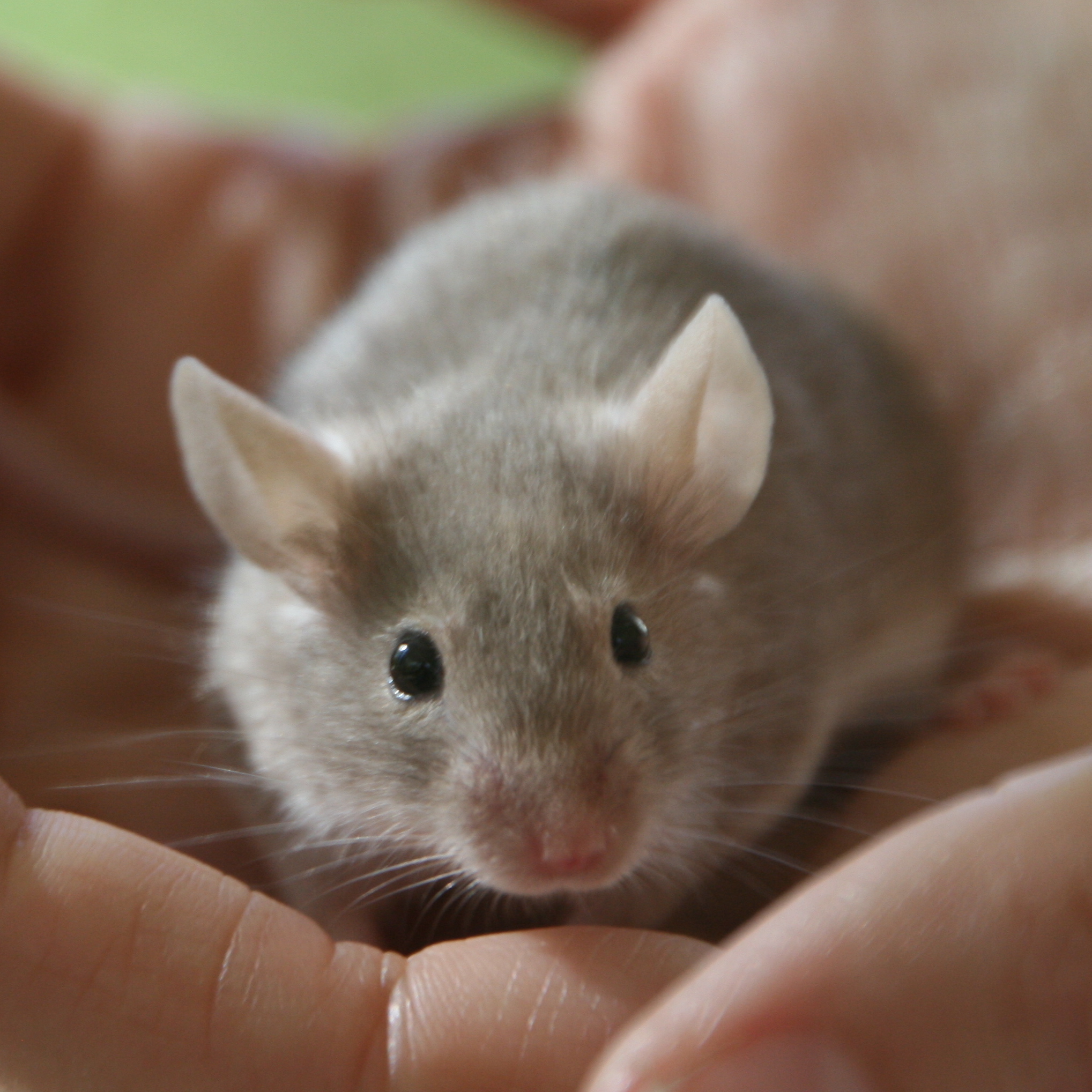 Engelbert - Male Mouse in NSW - PetRescue