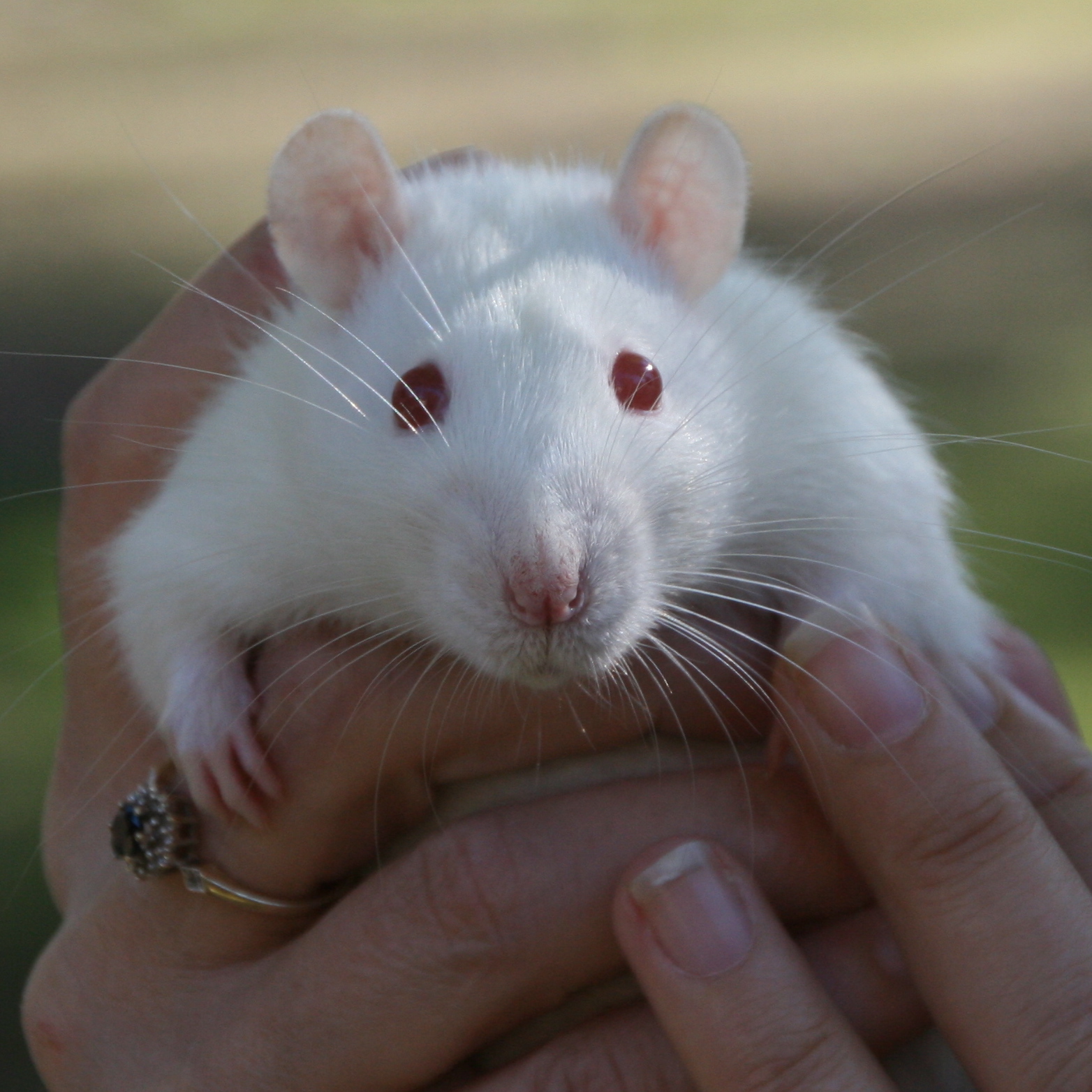 Gus - Male Rodent in NSW - PetRescue