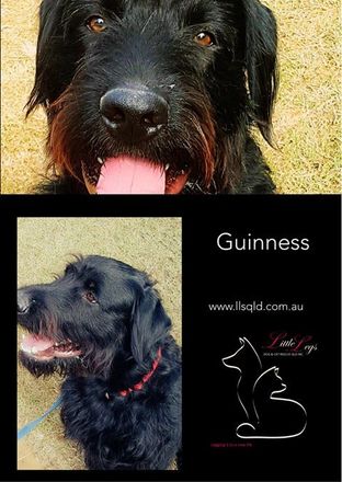 Guinness - Large Male Airedale x Labrador Mix Dog in QLD - PetRescue
