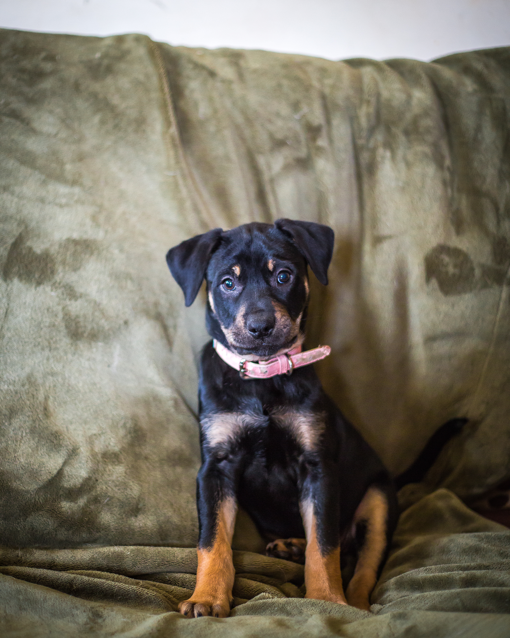 Incredible Indi - Large Female Kelpie x Ridgeback Mix Dog in NSW ...