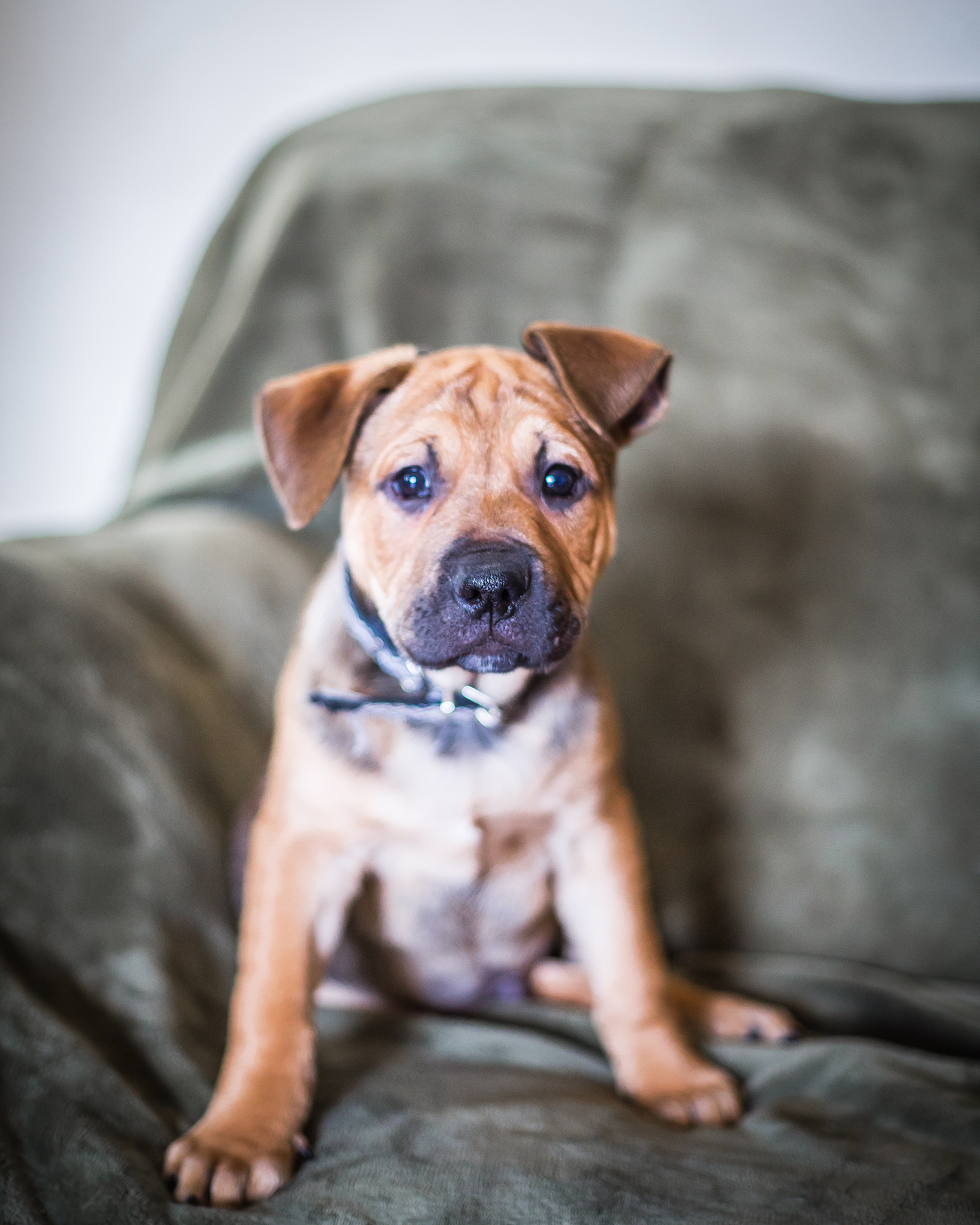 Jaxon - Large Male Kelpie x Ridgeback Mix Dog in NSW - PetRescue