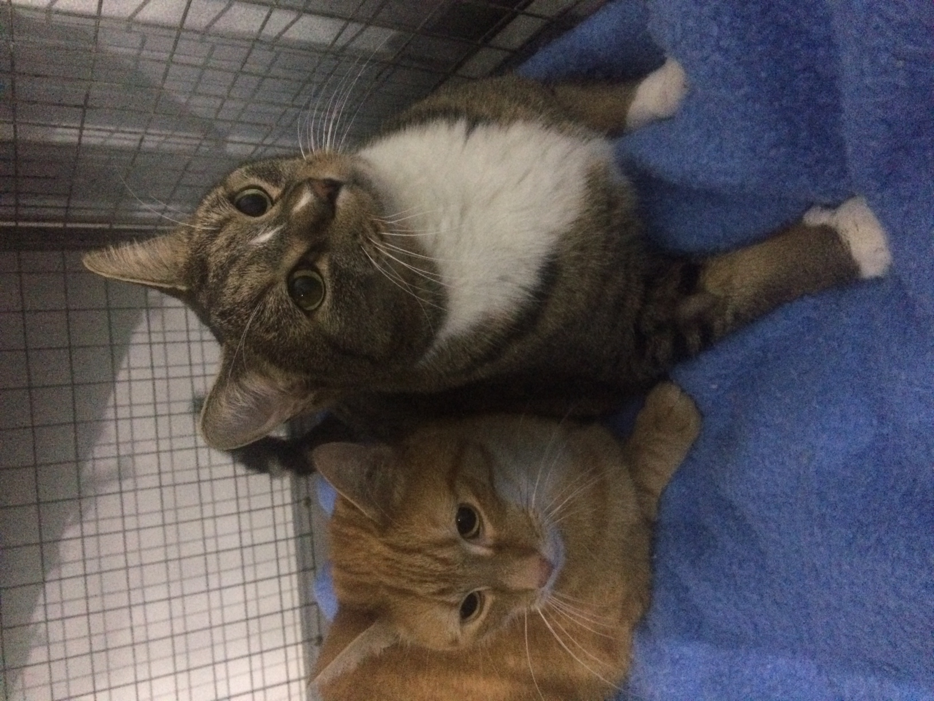 Barbie and Finlay - Male Domestic Short Hair Cat in VIC - PetRescue