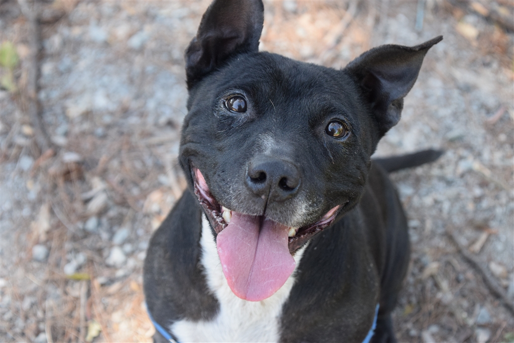 Ziva - Medium Female English Staffordshire Bull Terrier Mix Dog in QLD ...